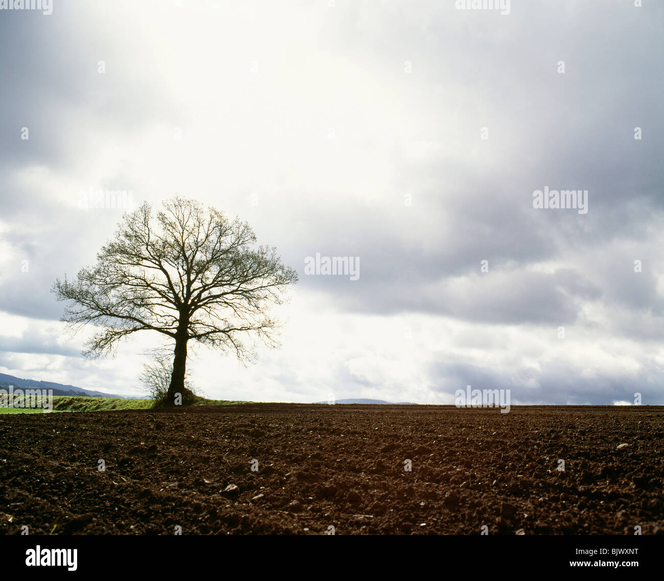 Tree in cultivated land Stock Photo - Alamy