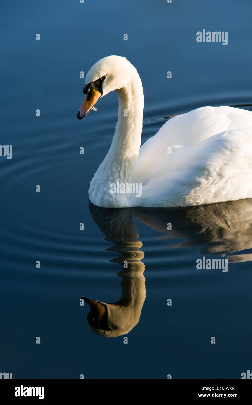 swan in blue Stock Photo - Alamy