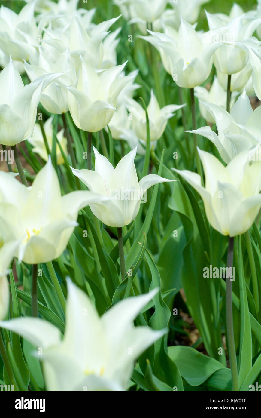 Field of white tulips Stock Photo - Alamy