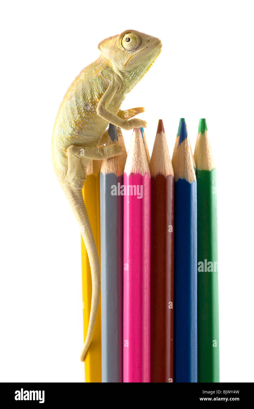 The lizard and color pencils Stock Photo - Alamy