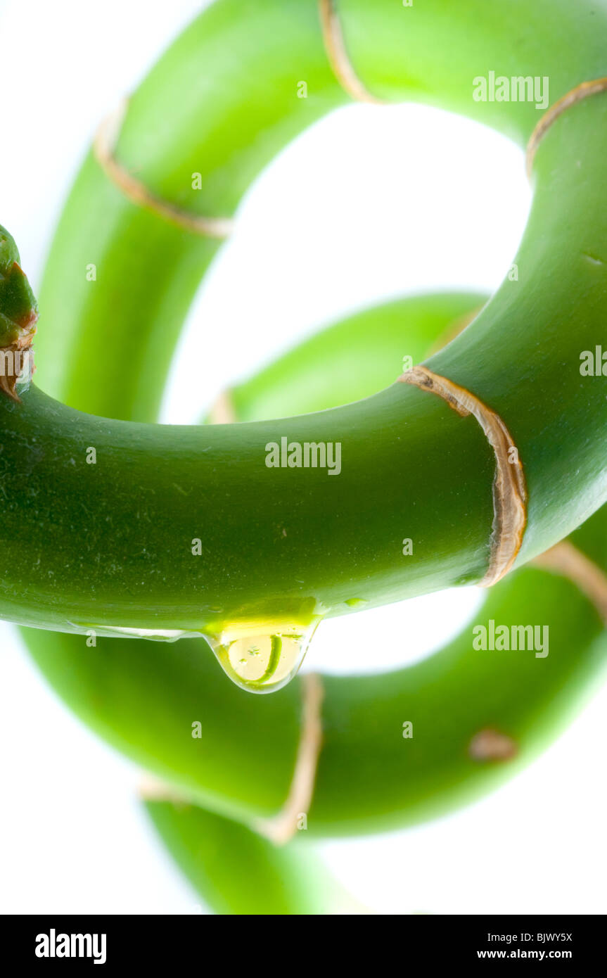 Branch of a bamboo Stock Photo - Alamy