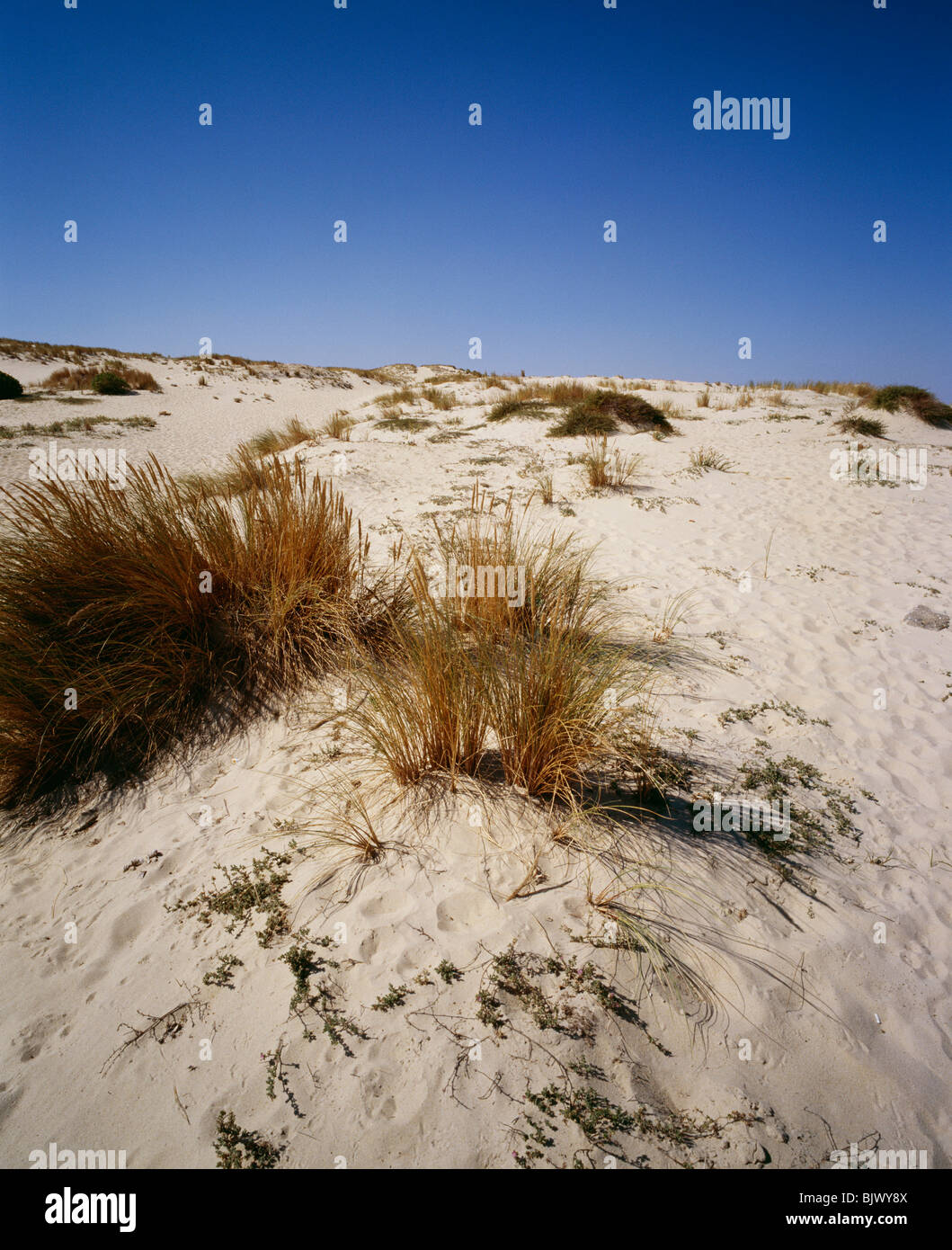 Field of white sand Stock Photo - Alamy