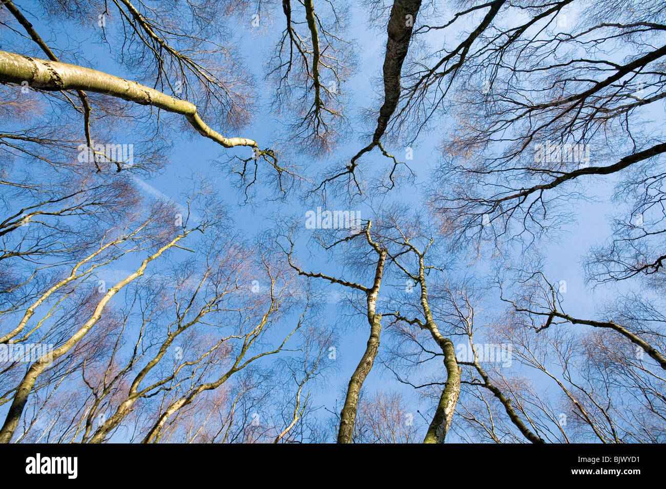 Forest floor view hi-res stock photography and images - Alamy