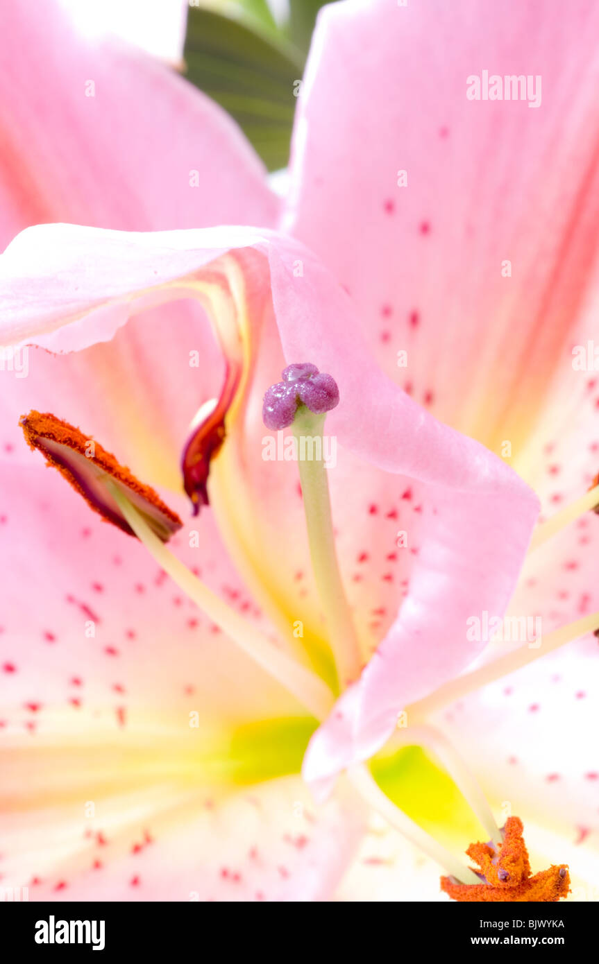 Beautiful flower of a lily Stock Photo - Alamy