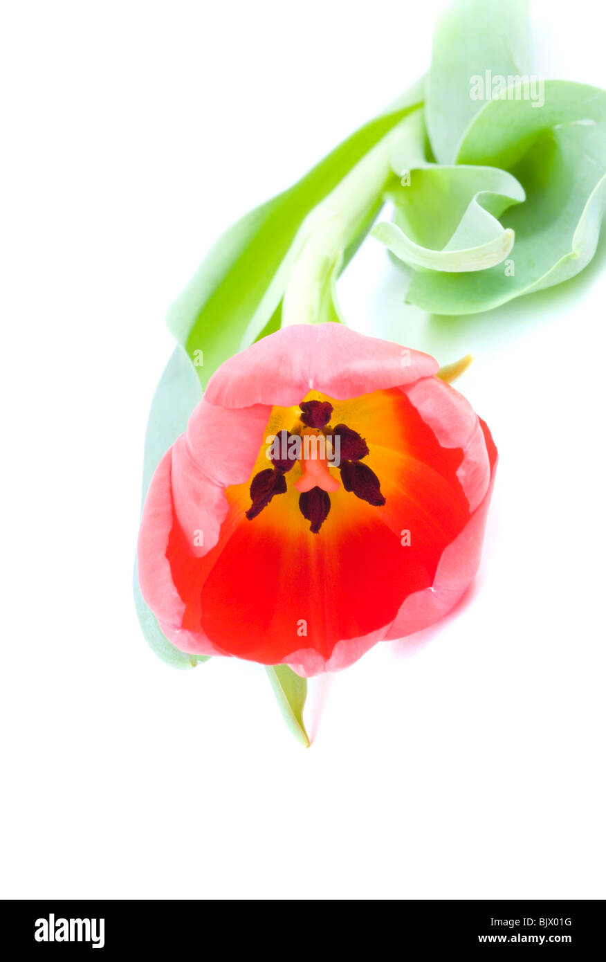 Tulip flower. Isolation on the white Stock Photo - Alamy
