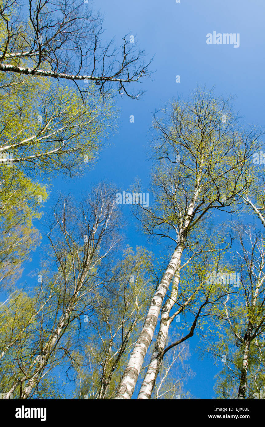 Landscape with birches Stock Photo - Alamy