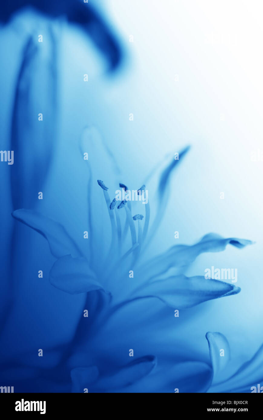 flower. macro/ depth of field Stock Photo - Alamy