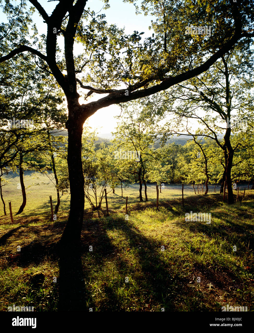 Shadow of trees Stock Photo - Alamy