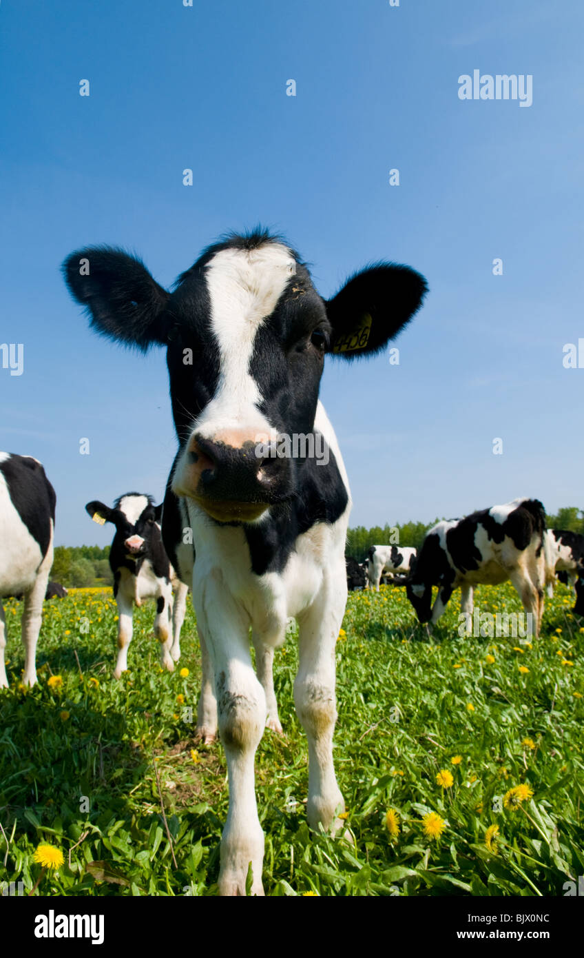 cow in a pasture with cloudy blue sky at the background Stock Photo - Alamy