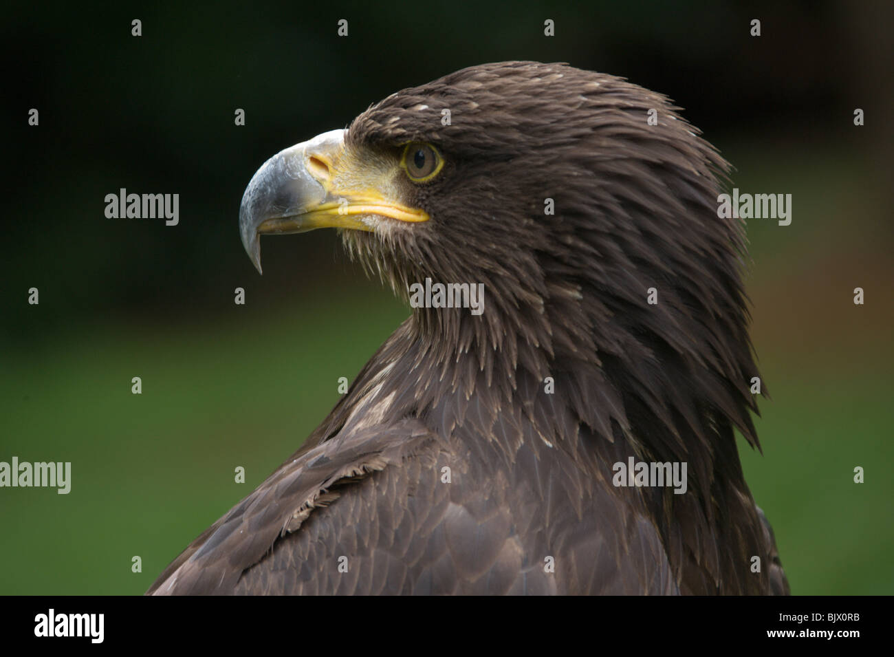 Golden Eagle head turned 180 degrees Stock Photo - Alamy