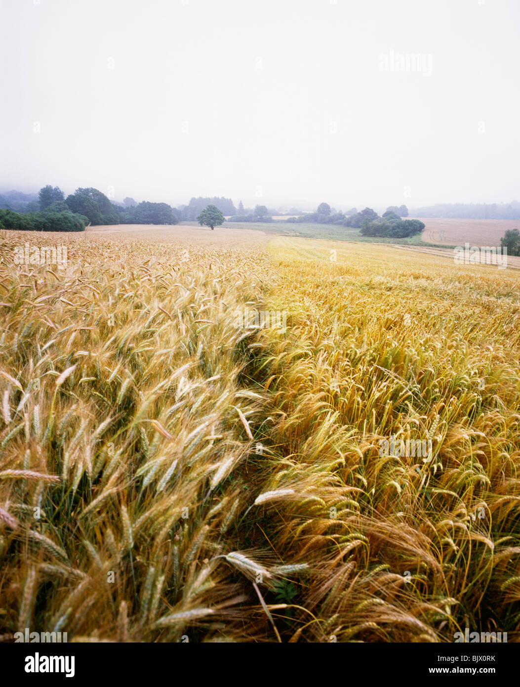 Crops in field Stock Photo - Alamy