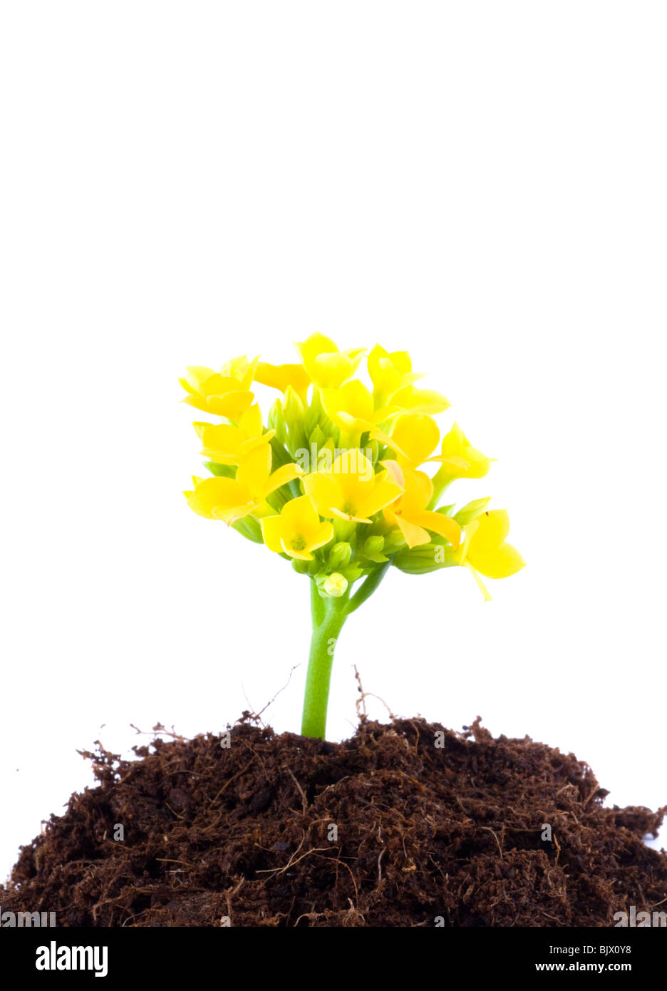 young flower. Isolation on white Stock Photo - Alamy