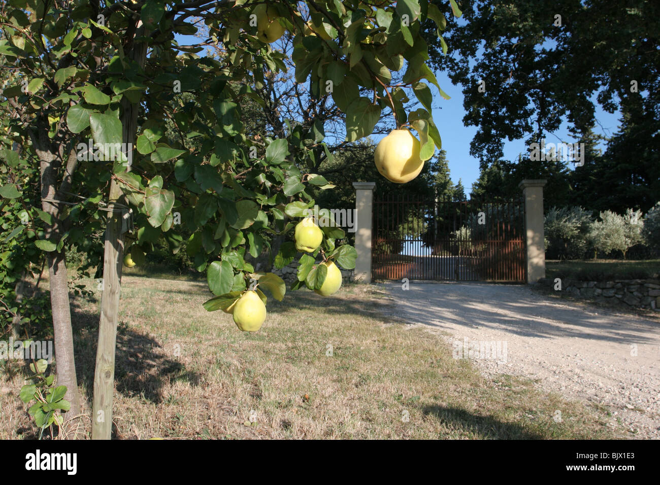 Cydonia sp hi-res stock photography and images - Alamy