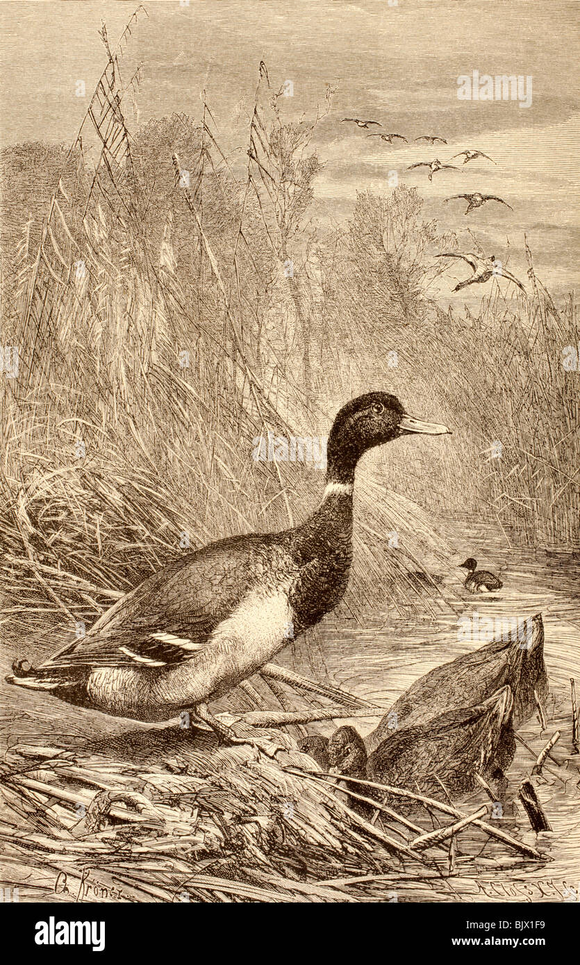 Duck and reeds hi-res stock photography and images - Alamy