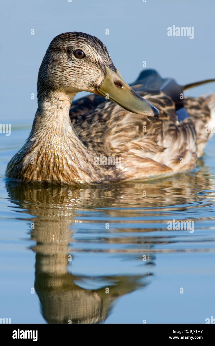 Juvenile mallard hi-res stock photography and images - Alamy