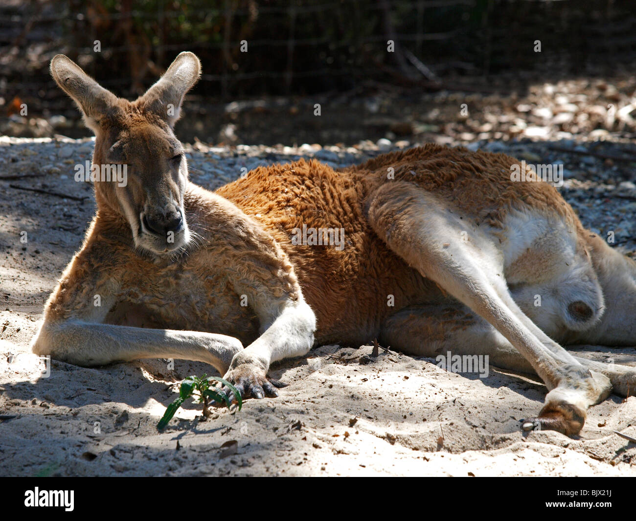 One kangaroo lying down hi-res stock photography and images - Alamy
