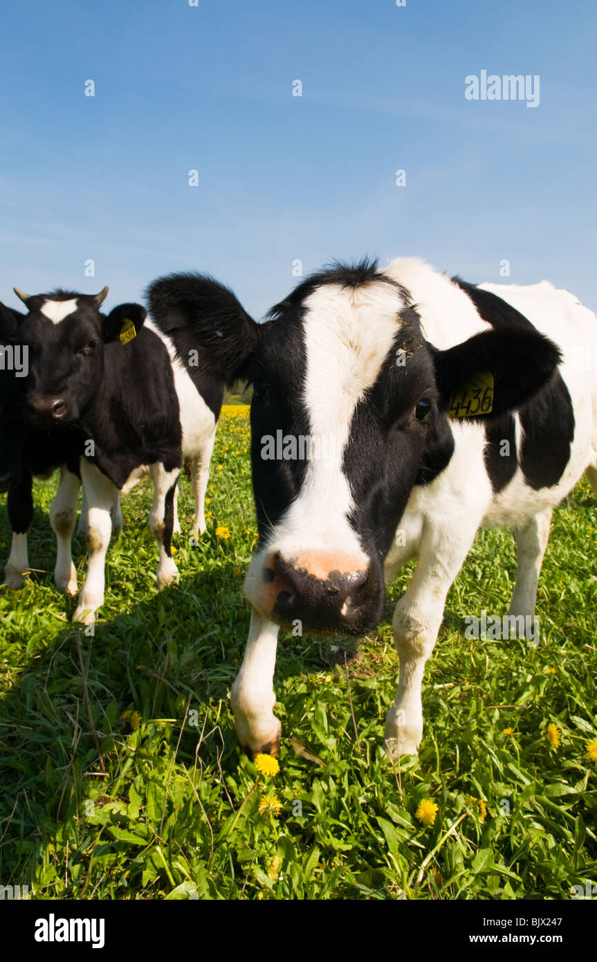 cow in a pasture with cloudy blue sky at the background Stock Photo - Alamy