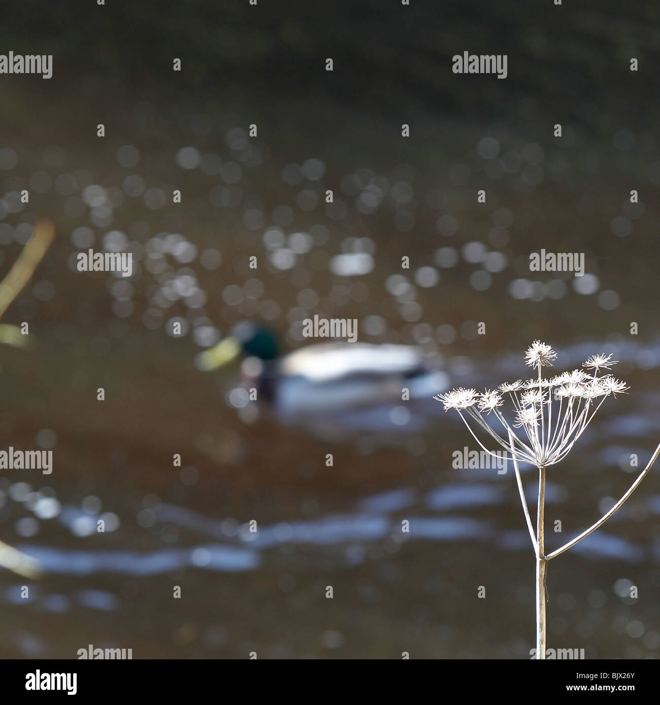 Weed in foreground of a lake Stock Photo - Alamy