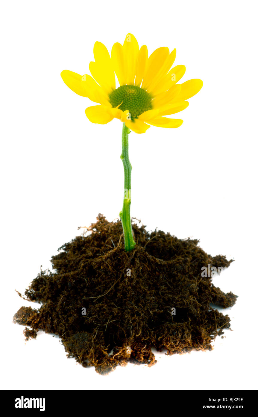 young flower. Isolation on white Stock Photo - Alamy