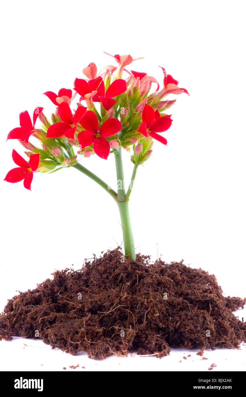 Young flower in the ground. Isolation on white Stock Photo - Alamy