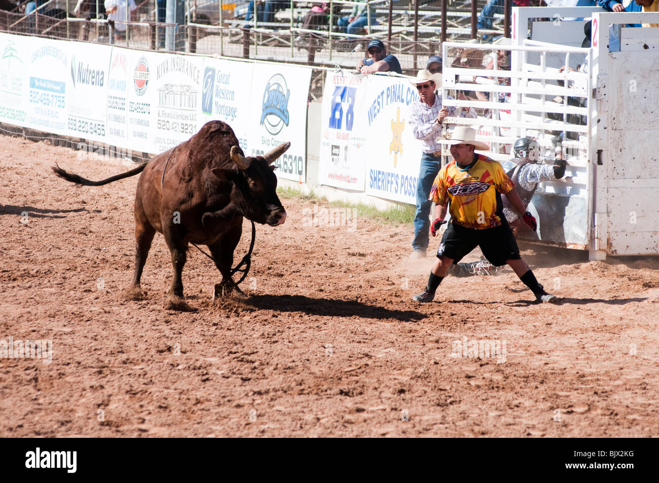 a cowboy competes in the bull riding event during the O'Odham Tash all ...