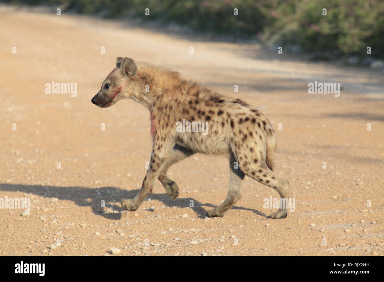 Hyena with blood hi-res stock photography and images - Alamy