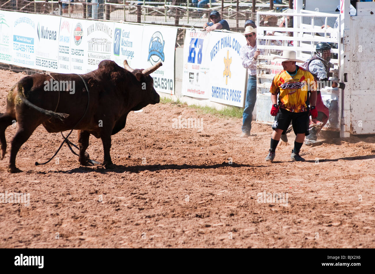 a cowboy competes in the bull riding event during the O'Odham Tash all ...