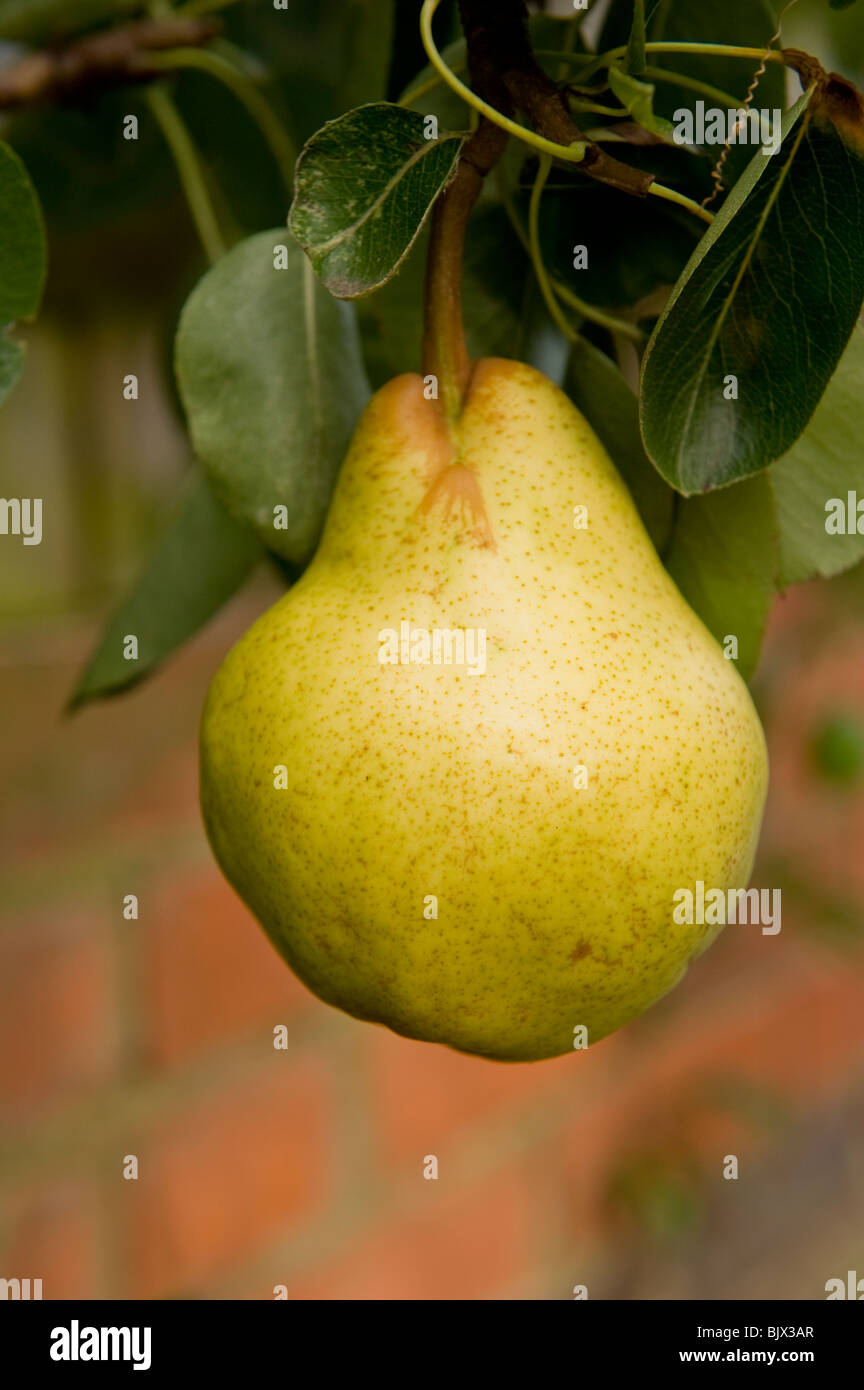 Pear shaped leaves hi-res stock photography and images - Alamy