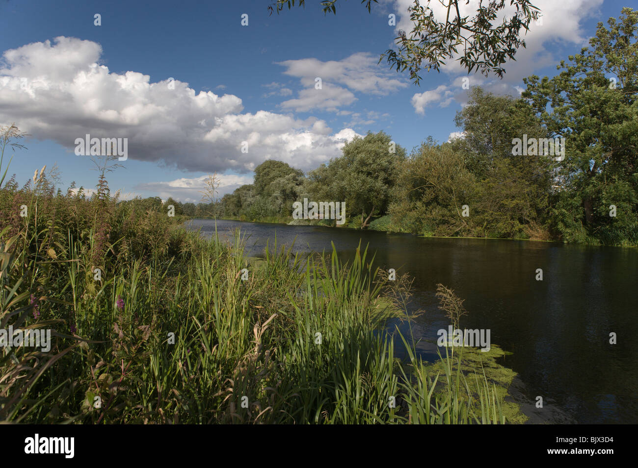 River Ouse Felmersham Bedfordshire summersday Stock Photo - Alamy