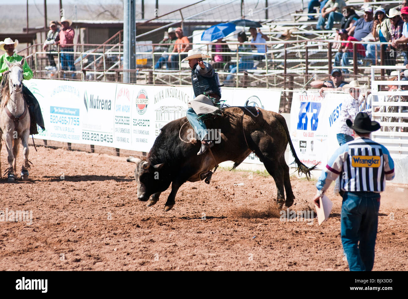 a cowboy competes in the bull riding event during the O'Odham Tash all ...
