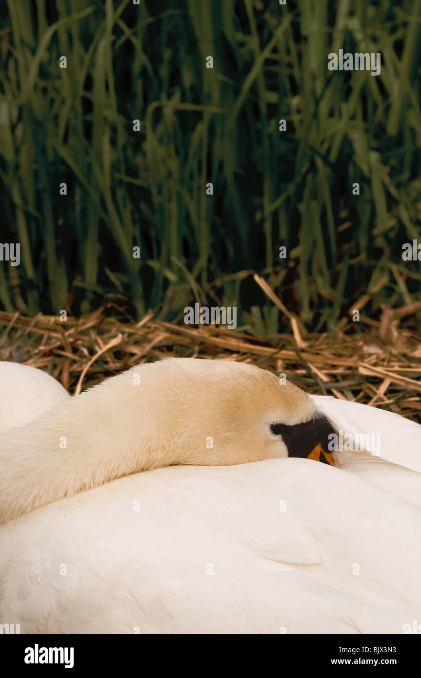 Close up of a mute swan resting on it's nest, with it's head on it's ...