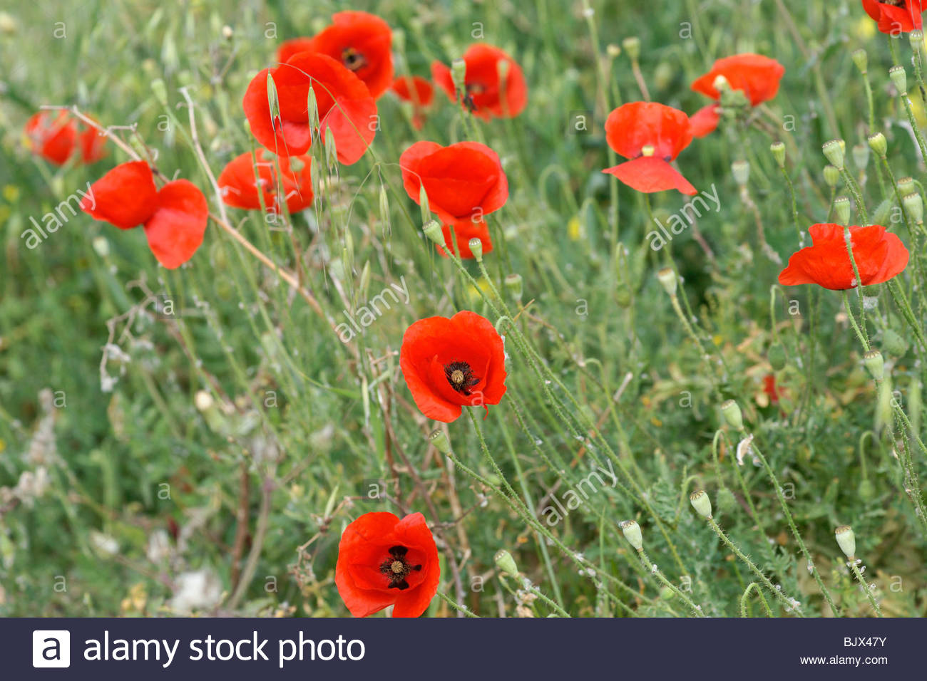 Greek Poppy Field Greece High Resolution Stock Photography and Images ...