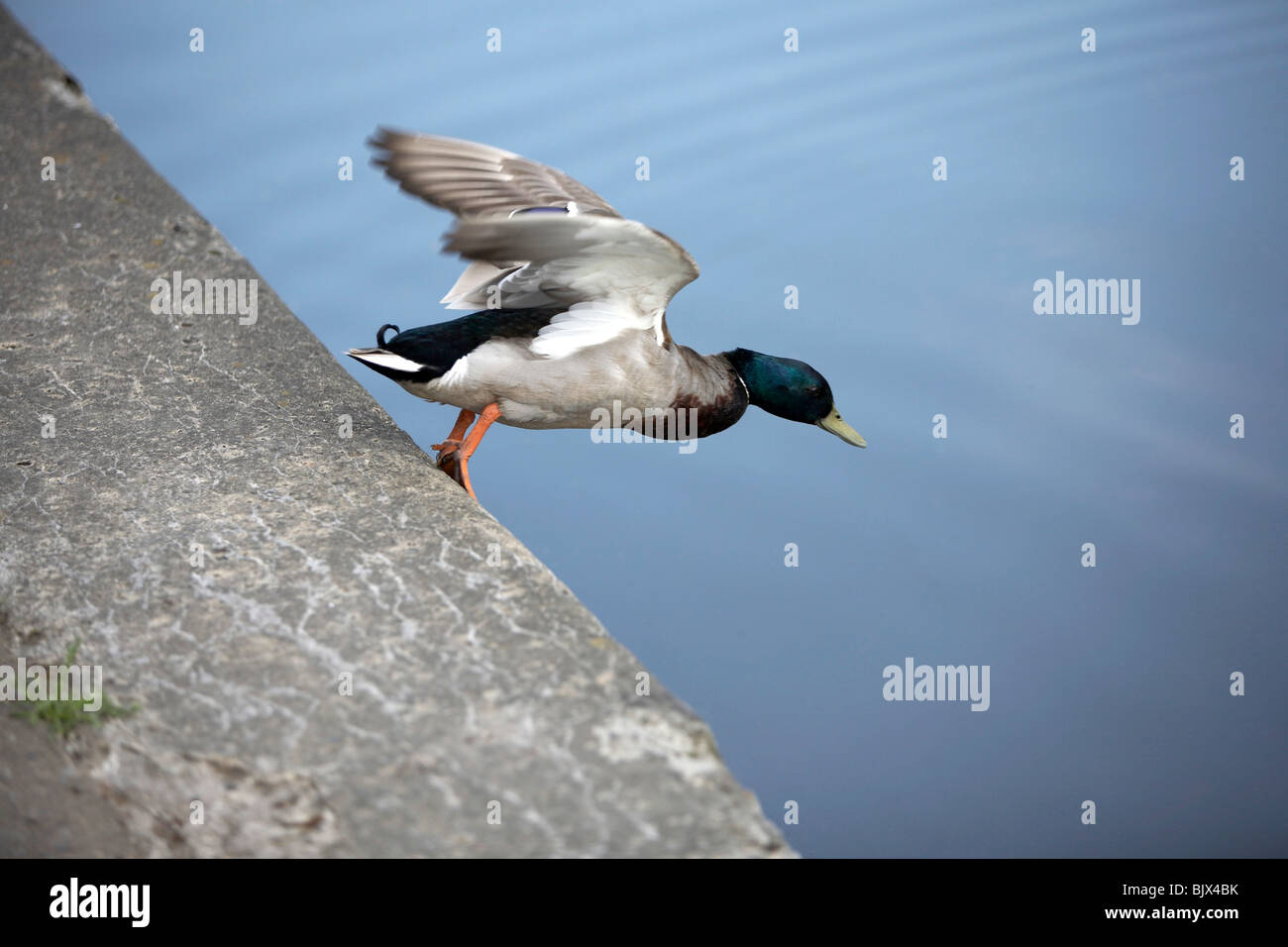 Duck jumping hi-res stock photography and images - Alamy