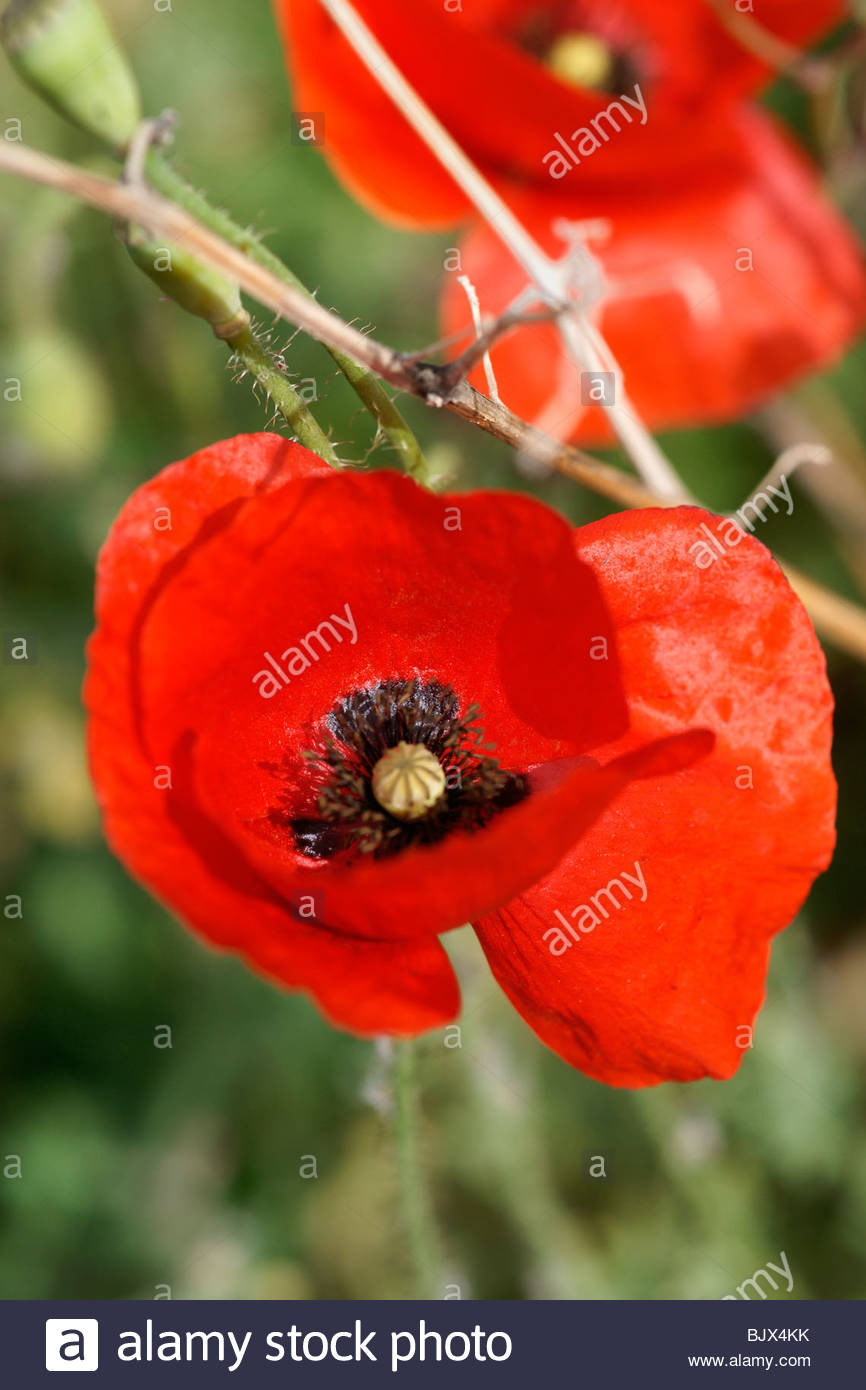 Greek Poppy Field Greece High Resolution Stock Photography and Images ...