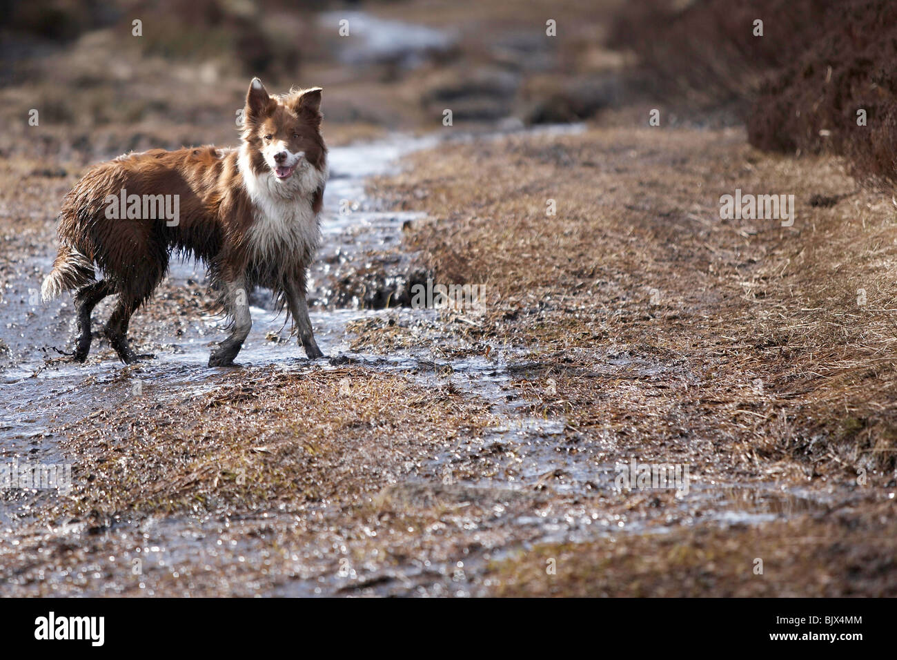 Muddy Dog High Resolution Stock Photography and Images - Alamy