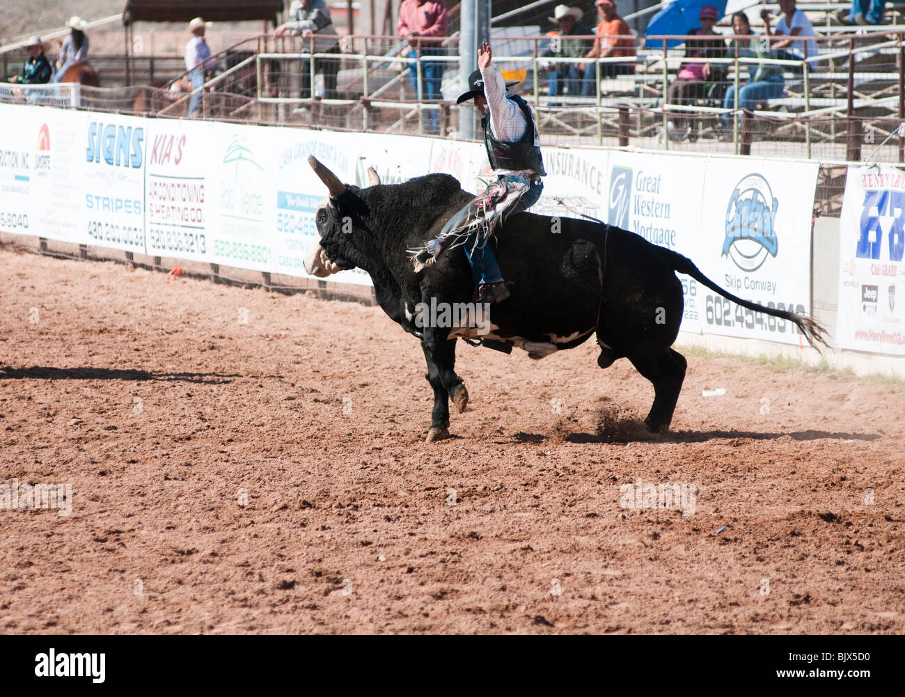 Brahma Bull High Resolution Stock Photography and Images - Alamy