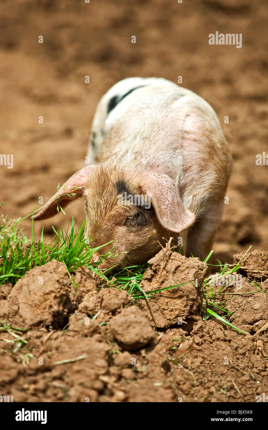 Gloster Old Spot piglet Stock Photo - Alamy