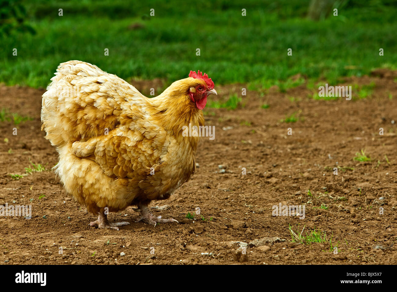 Buff Orpington chicken in yard Stock Photo - Alamy