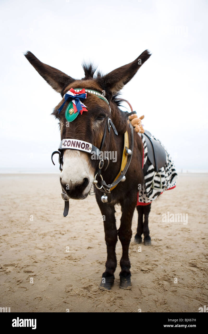 Donkeys beach ride blackpool hi-res stock photography and images - Alamy