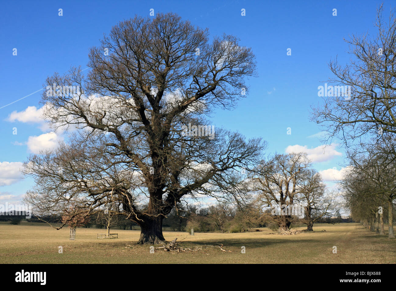 Ancient oak tree in Windsor Great Park, Windsor Berkshire England UK ...