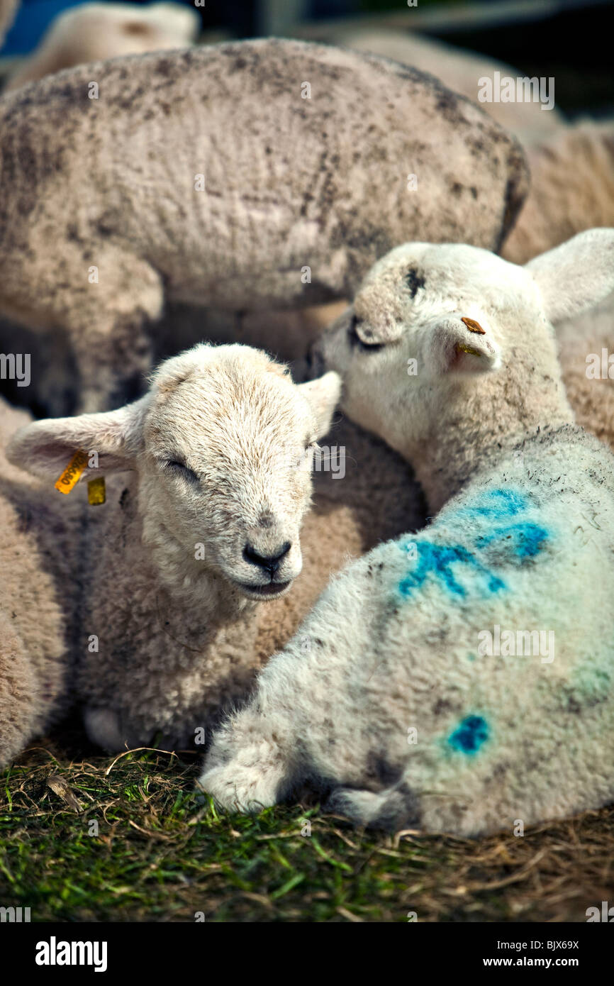 Lambs numbered hi-res stock photography and images - Alamy