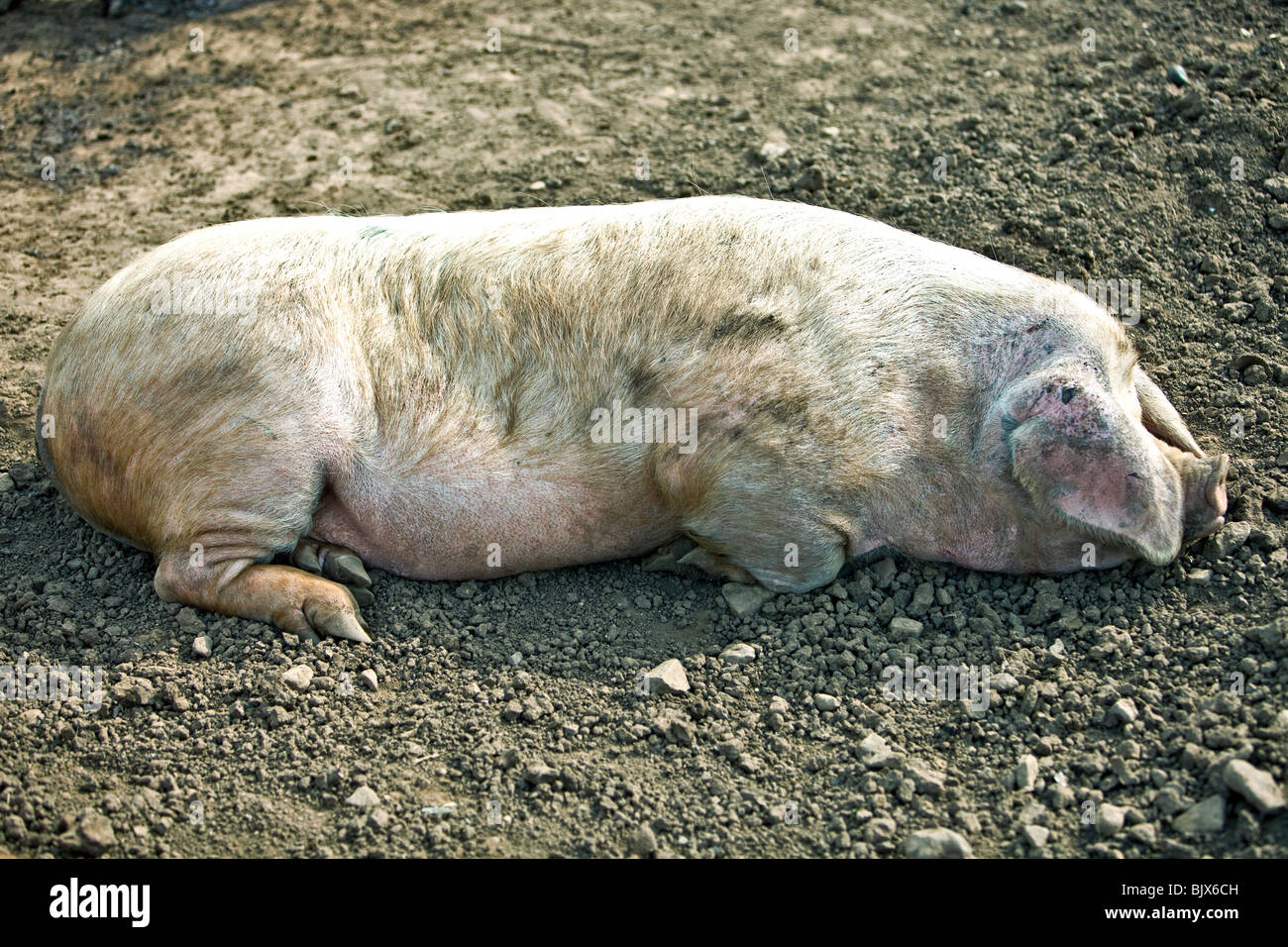 Old pig farm hi-res stock photography and images - Alamy