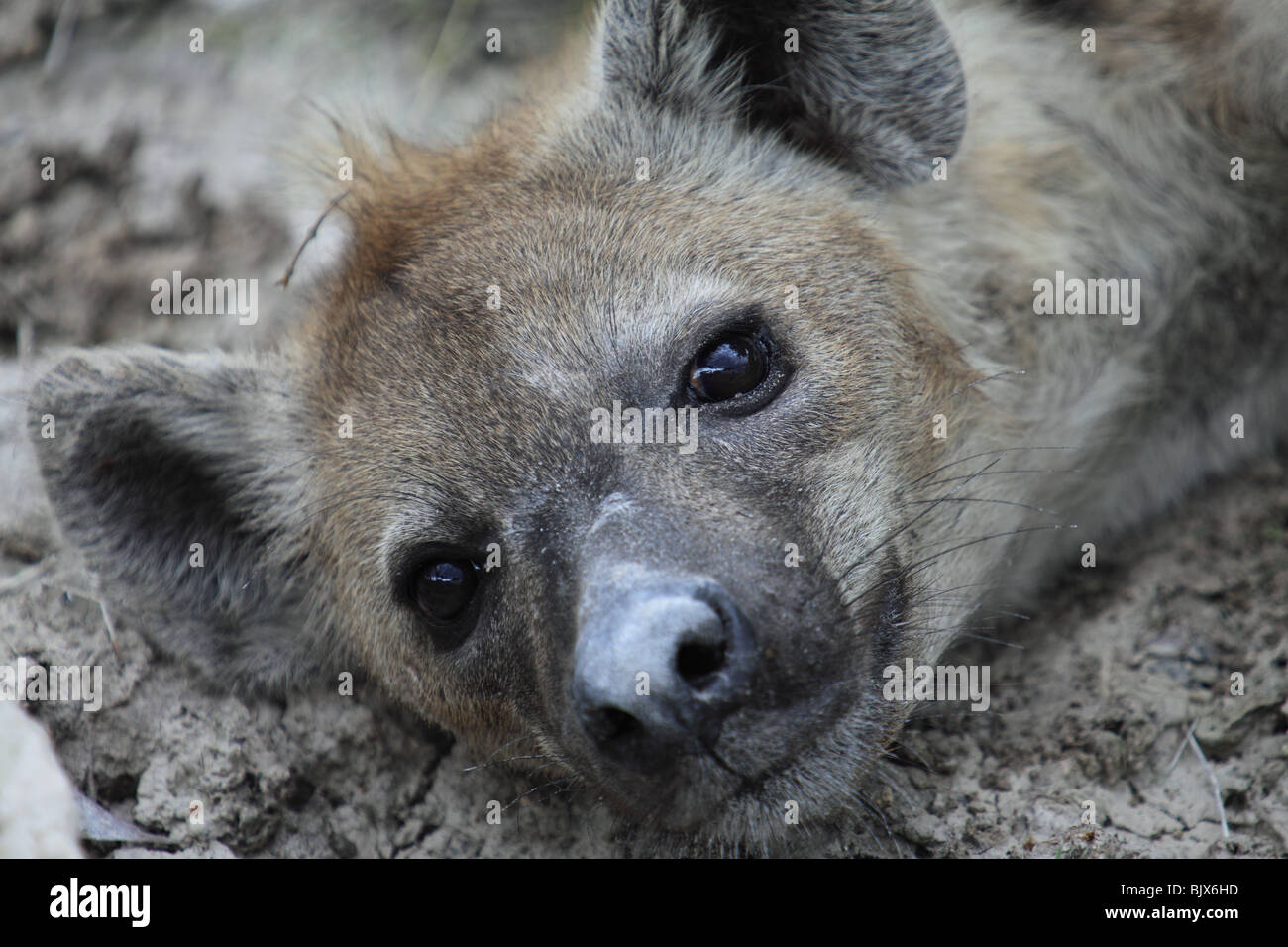 Close of a hyena's head and snout Stock Photo - Alamy