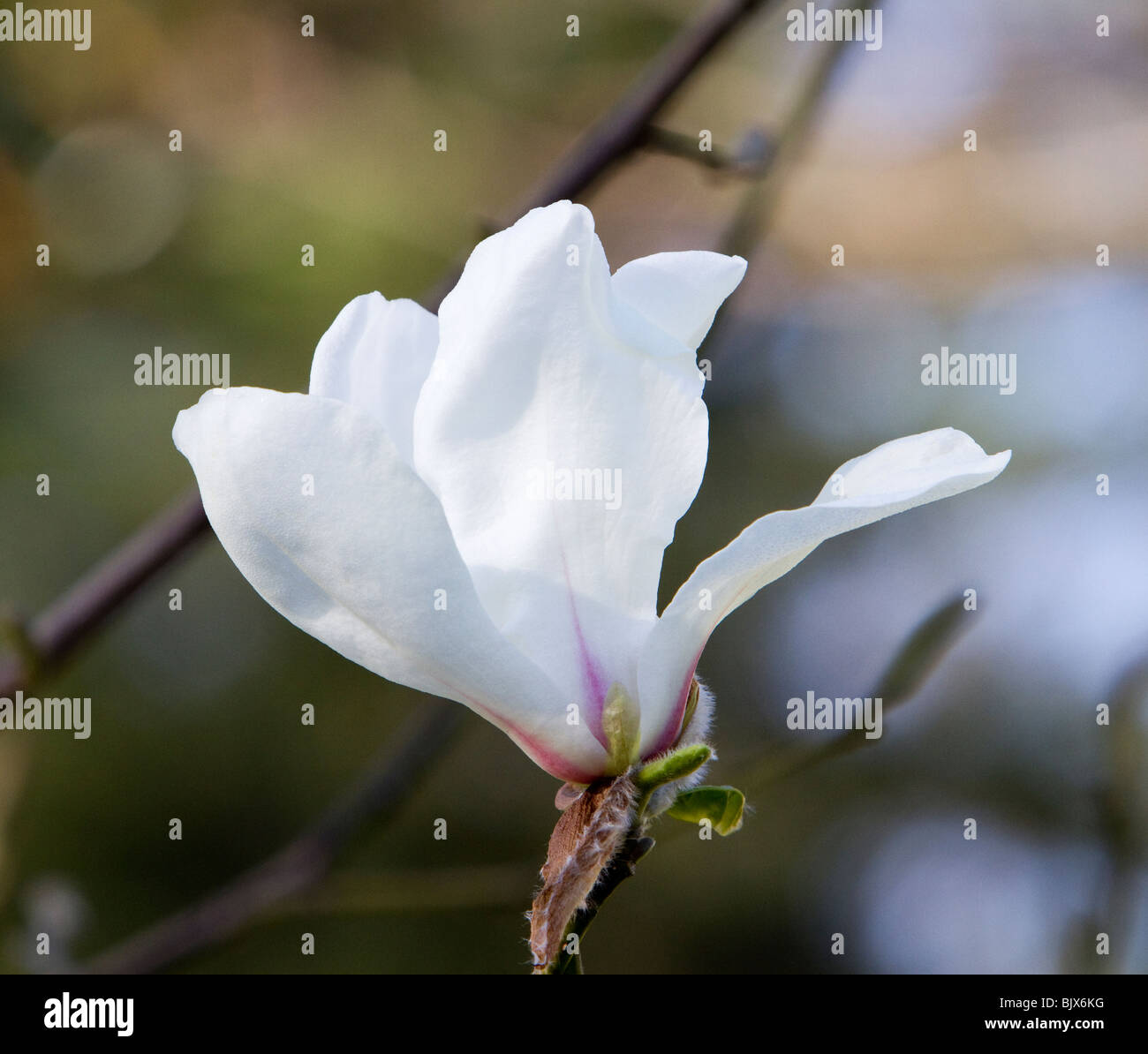 Magnoliaceae hi-res stock photography and images - Alamy