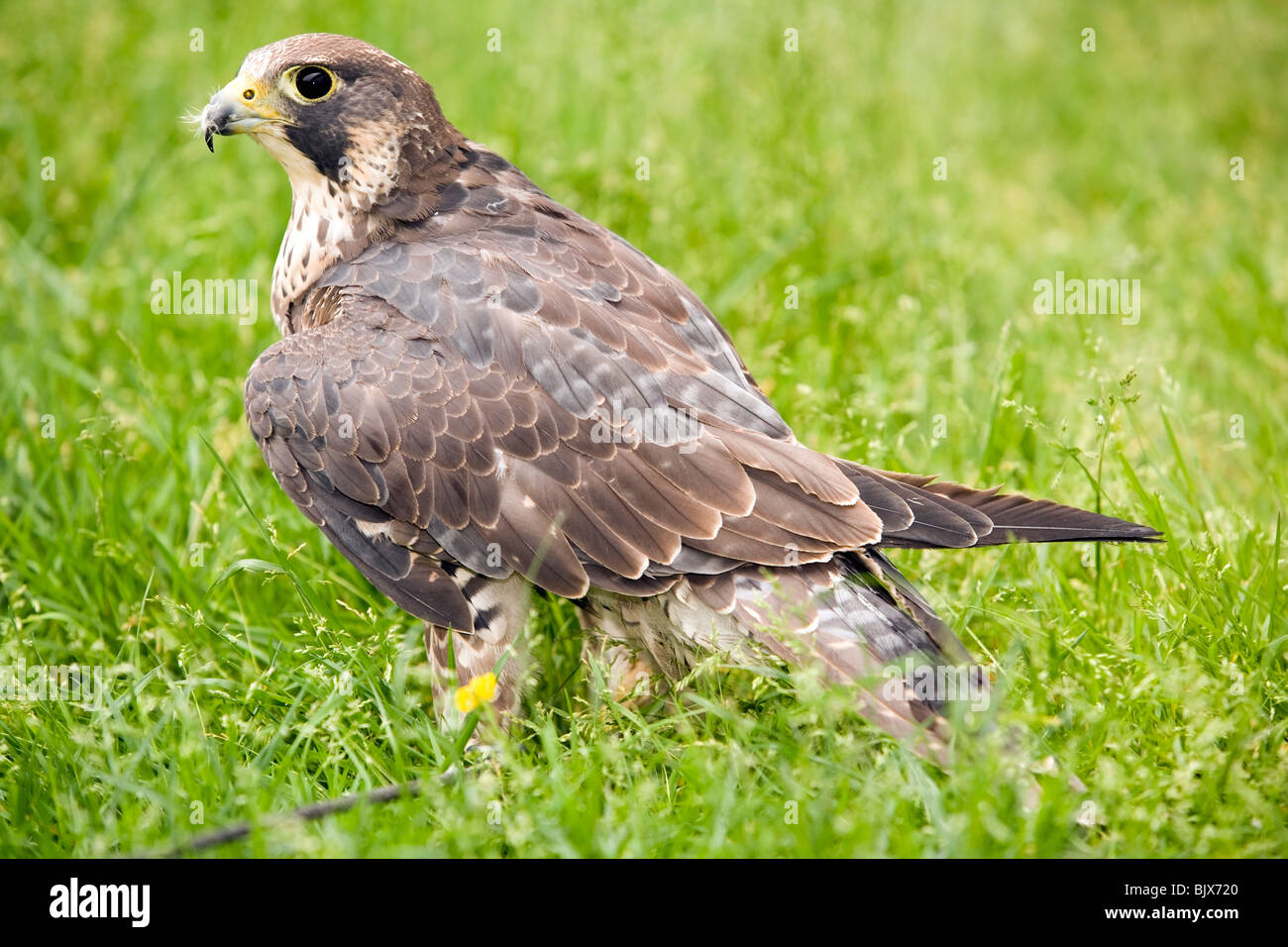 Canada falcon bird hi-res stock photography and images - Alamy