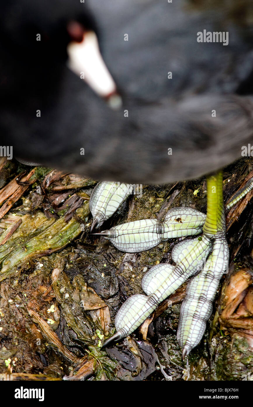 Coot feet hi-res stock photography and images - Alamy