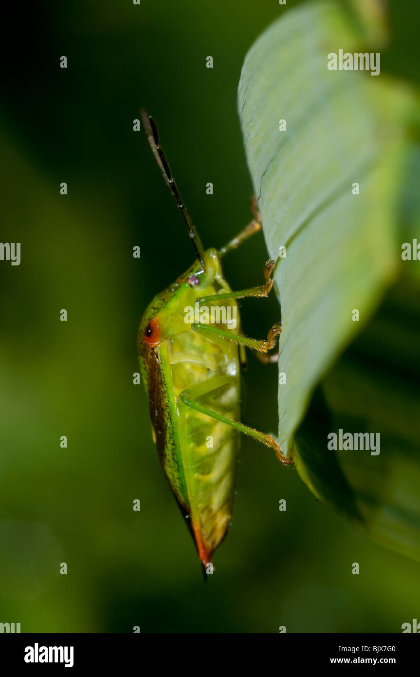 Green Shield Bug on leaf twig Stock Photo - Alamy