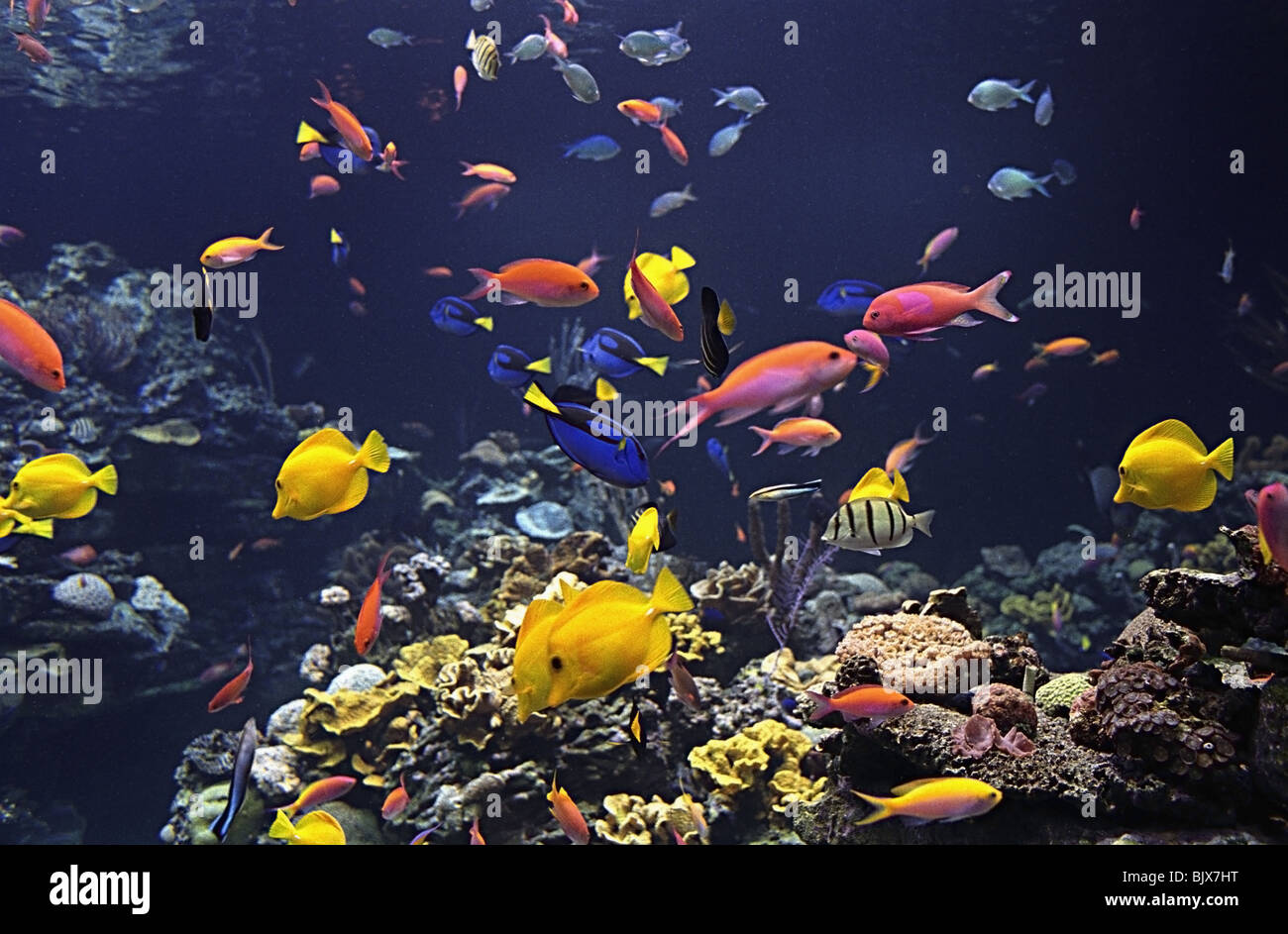 Tropical fish indigenous to Turks and Caicos Stock Photo - Alamy