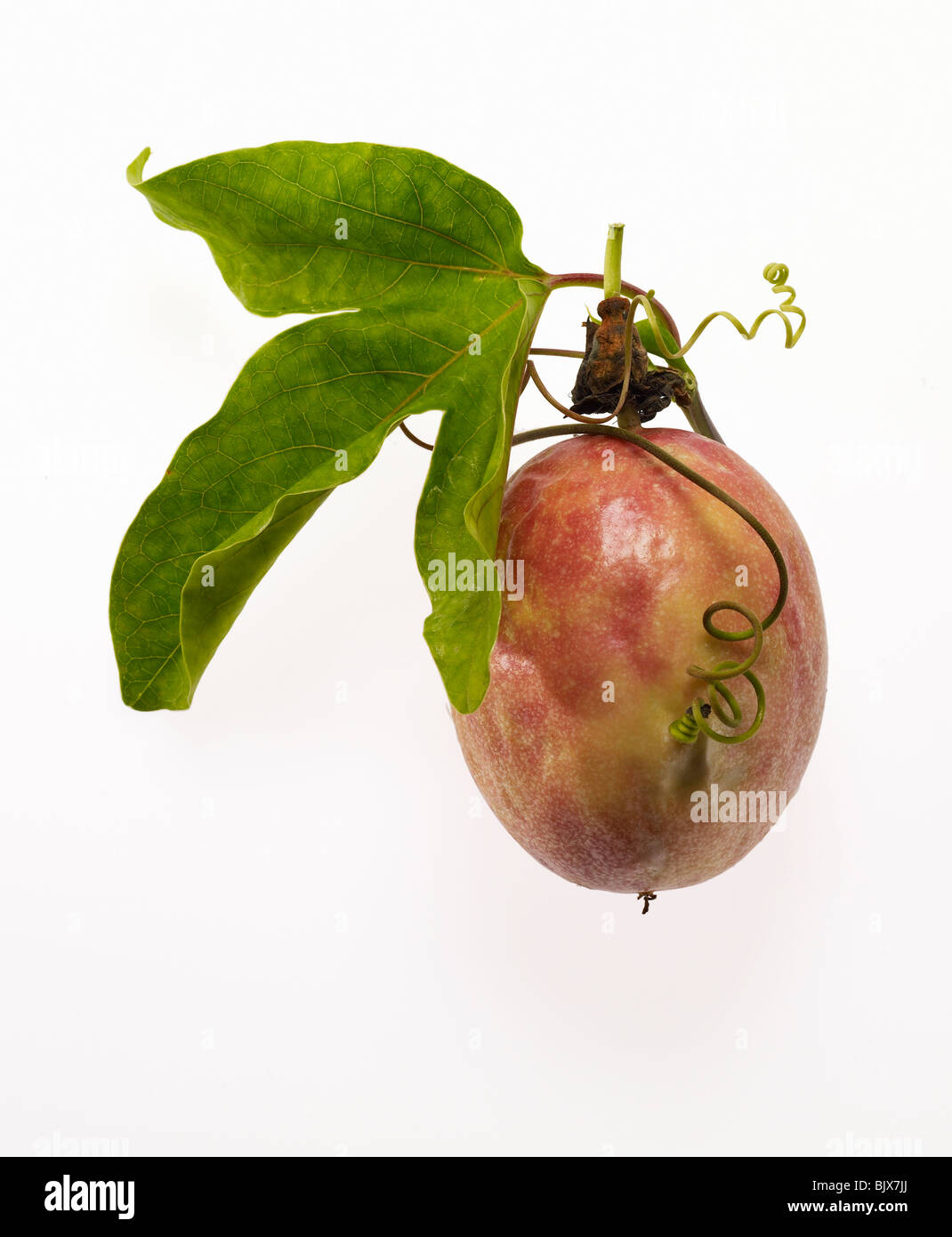 Granadilla leaves passion fruit Cut Out Stock Images & Pictures - Alamy