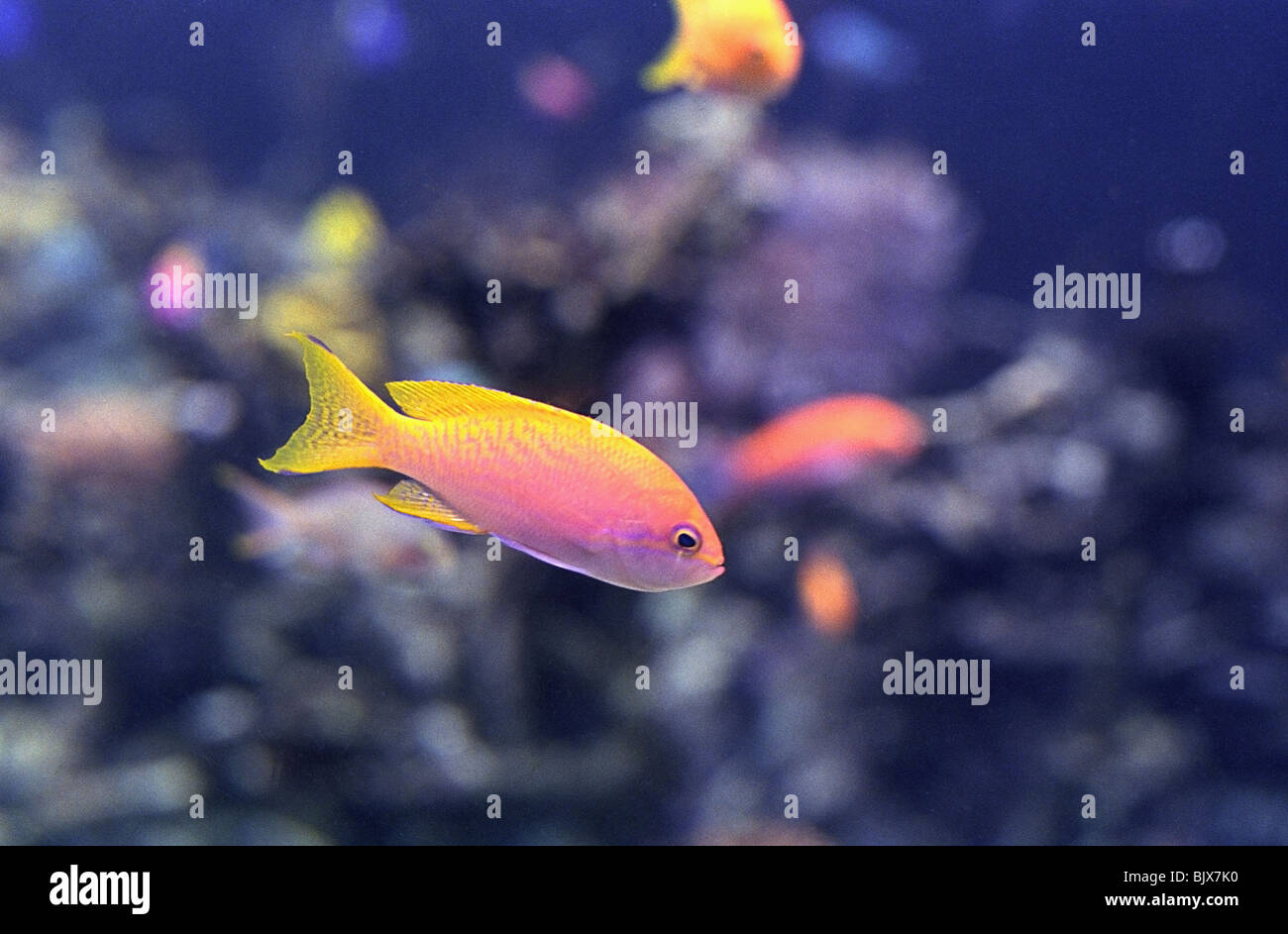 Tropical fish indigenous to Turks and Caikos Stock Photo - Alamy